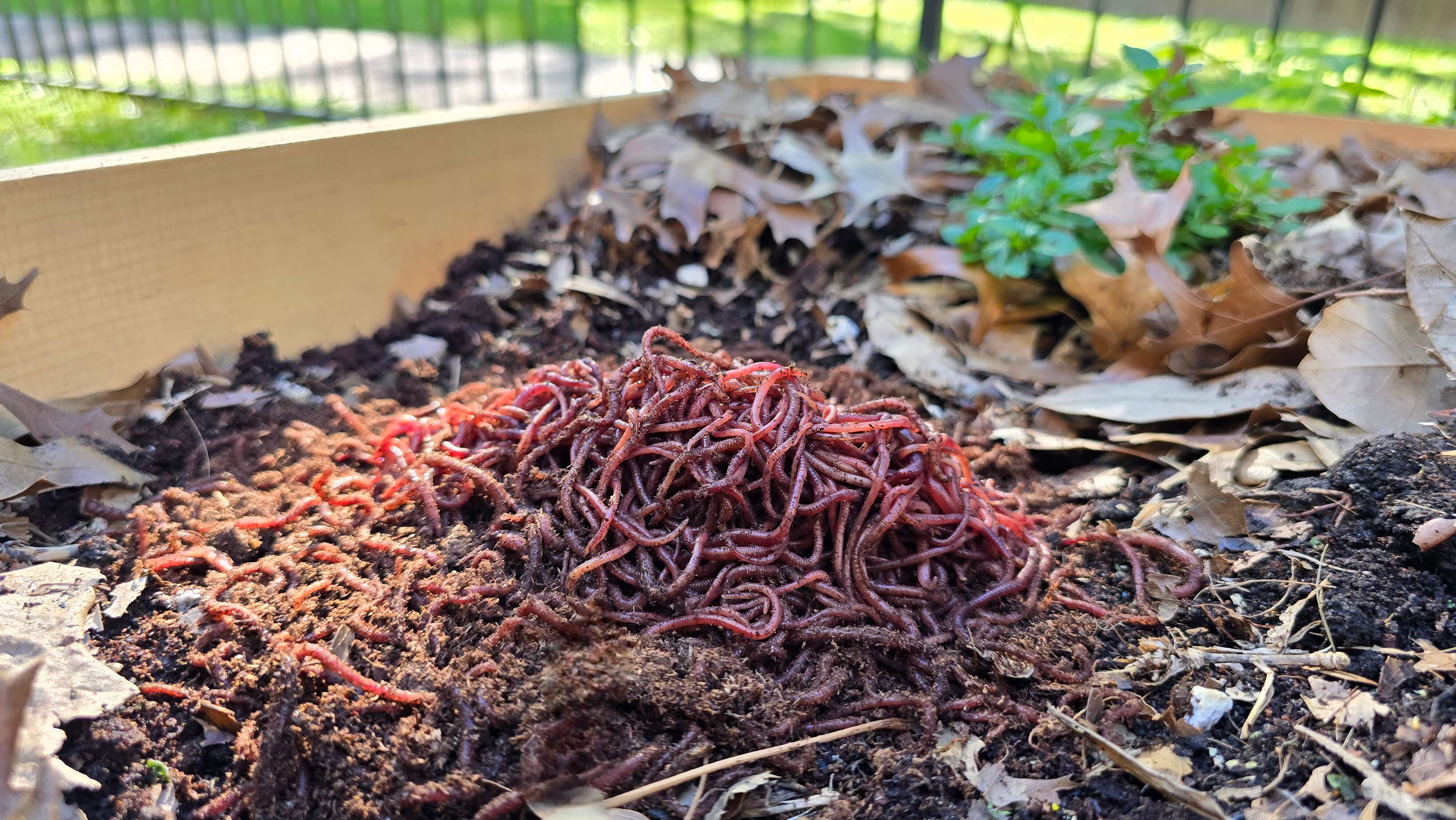 Worms, Systems, and Accessories – Austin Worm Lab
